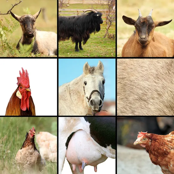 Collage of Farm Animals Stock Photo by ©zorandim 53647717