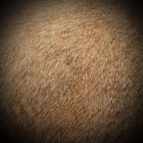 Lion skin pattern Stock Photos, Royalty Free Lion skin pattern Images ...