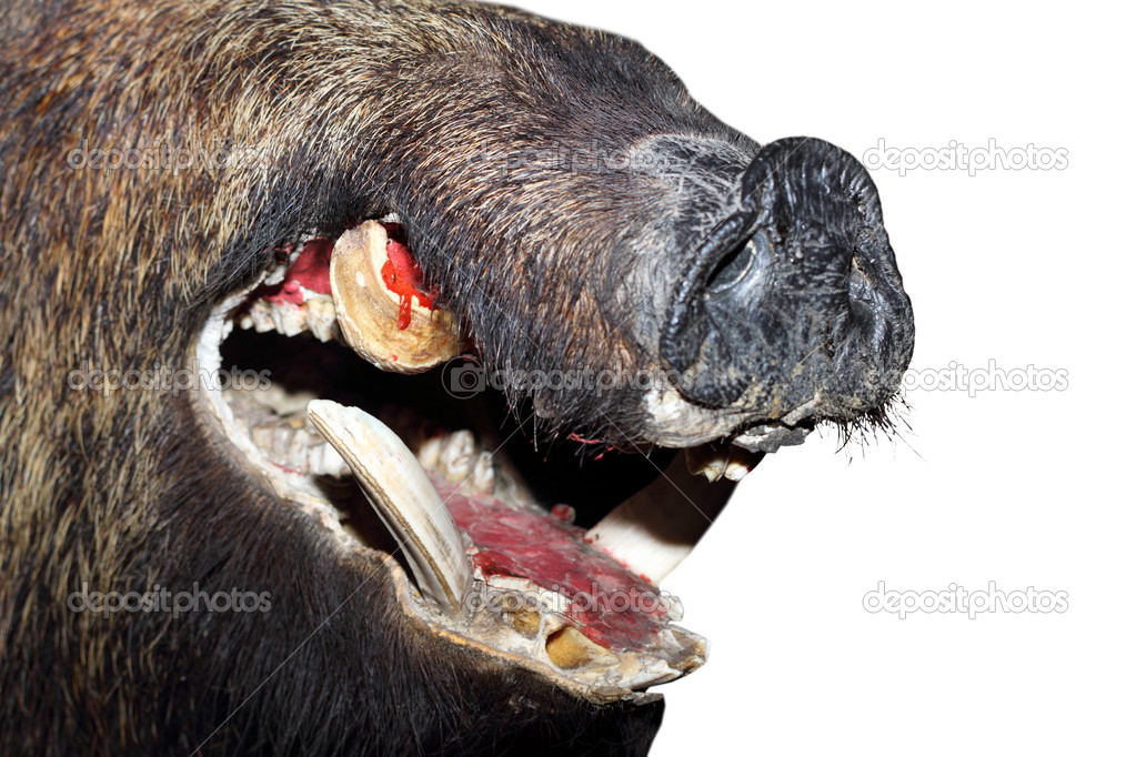 Wild boar snout — Stock Photo © taviphoto #42103593