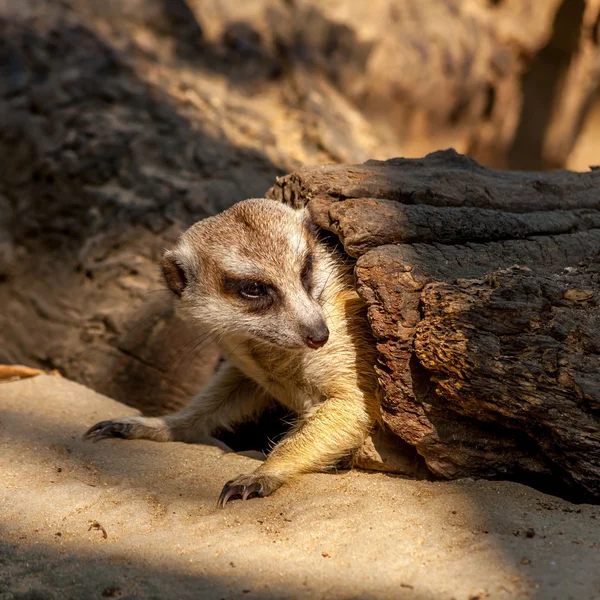 Meerkat peeping — Stock Photo © dpreezg #41504303