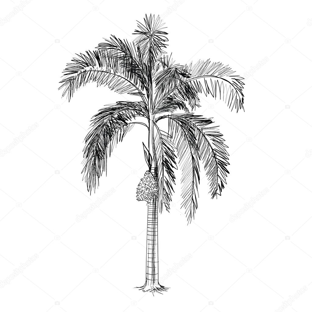 vector de palmera - dibujado a mano 2022