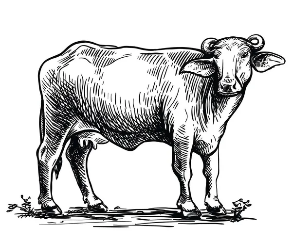 Reproducción de ganado. silueta de una vaca pastando. ilustración ...