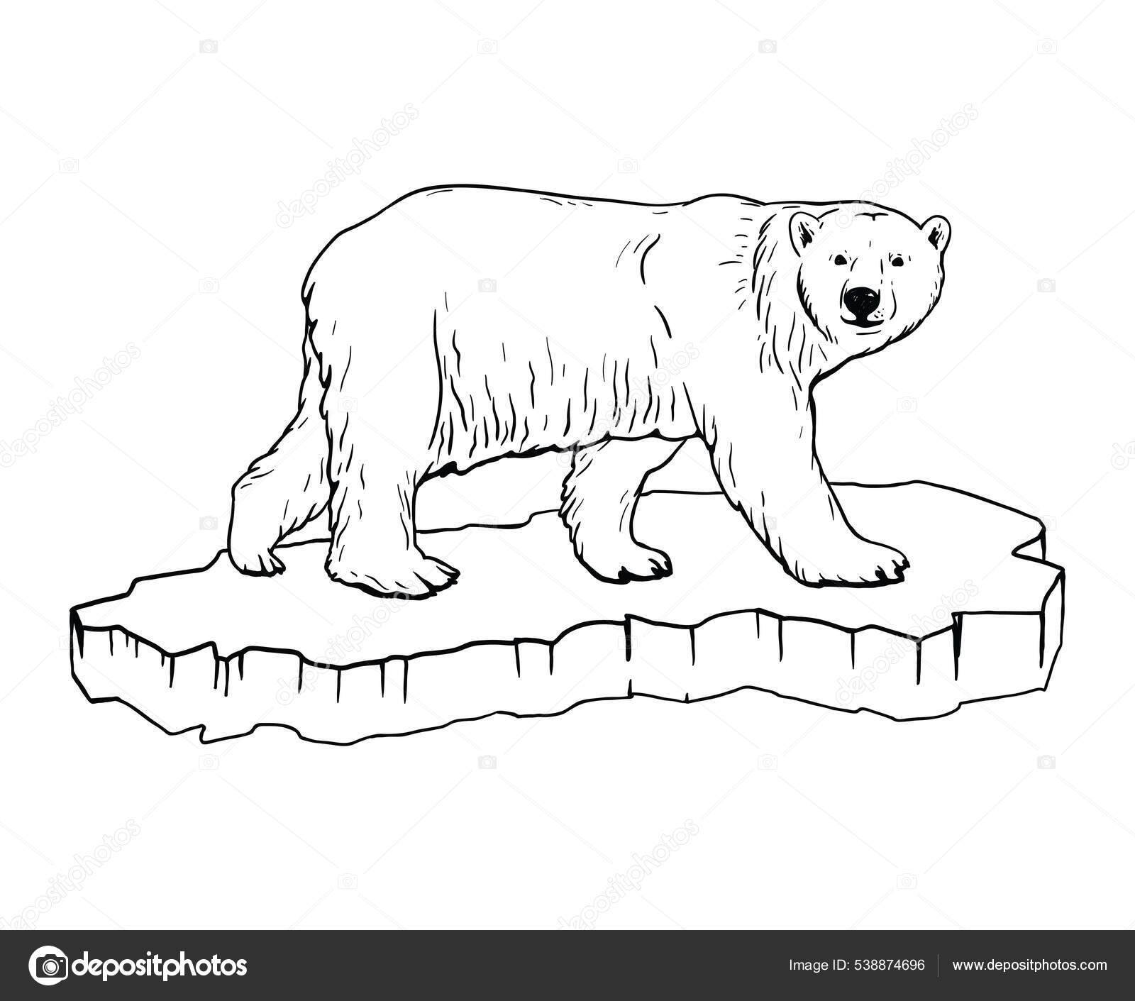 Oso polar. Ilustraciones hechas a mano. Boceto vectorial Vector de ...