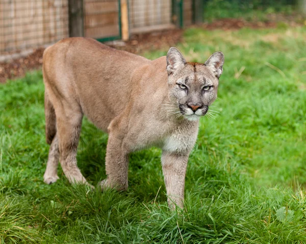 Puma on Rock Crouching Ready to Pounce — Stock Photo © scheriton #12578465