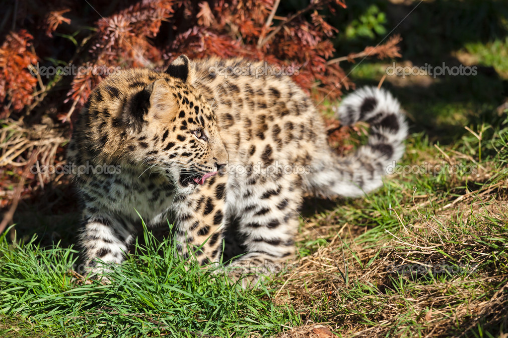 Cute Baby Amur Leopard Cub Looking Over Shoulder — Stock Photo ...