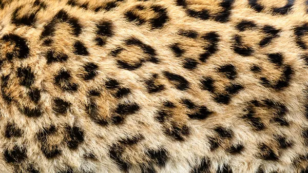 Real Leopard Print Pattern