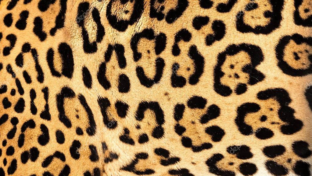 Real Live Jaguar Skin Fur Texture Background — Stock Photo © scheriton ...