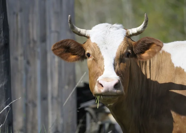 Cow chewing Stock Photos, Royalty Free Cow chewing Images | Depositphotos