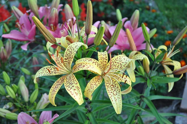 Lilium oriental mount zuma Stock Photos, Royalty Free Lilium oriental ...