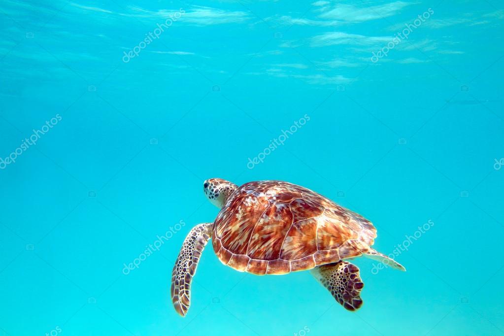 Turtle — Stock Photo © ishtygashev #43791587