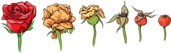 64 Rose life cycle Vector Images, Rose life cycle Illustrations ...