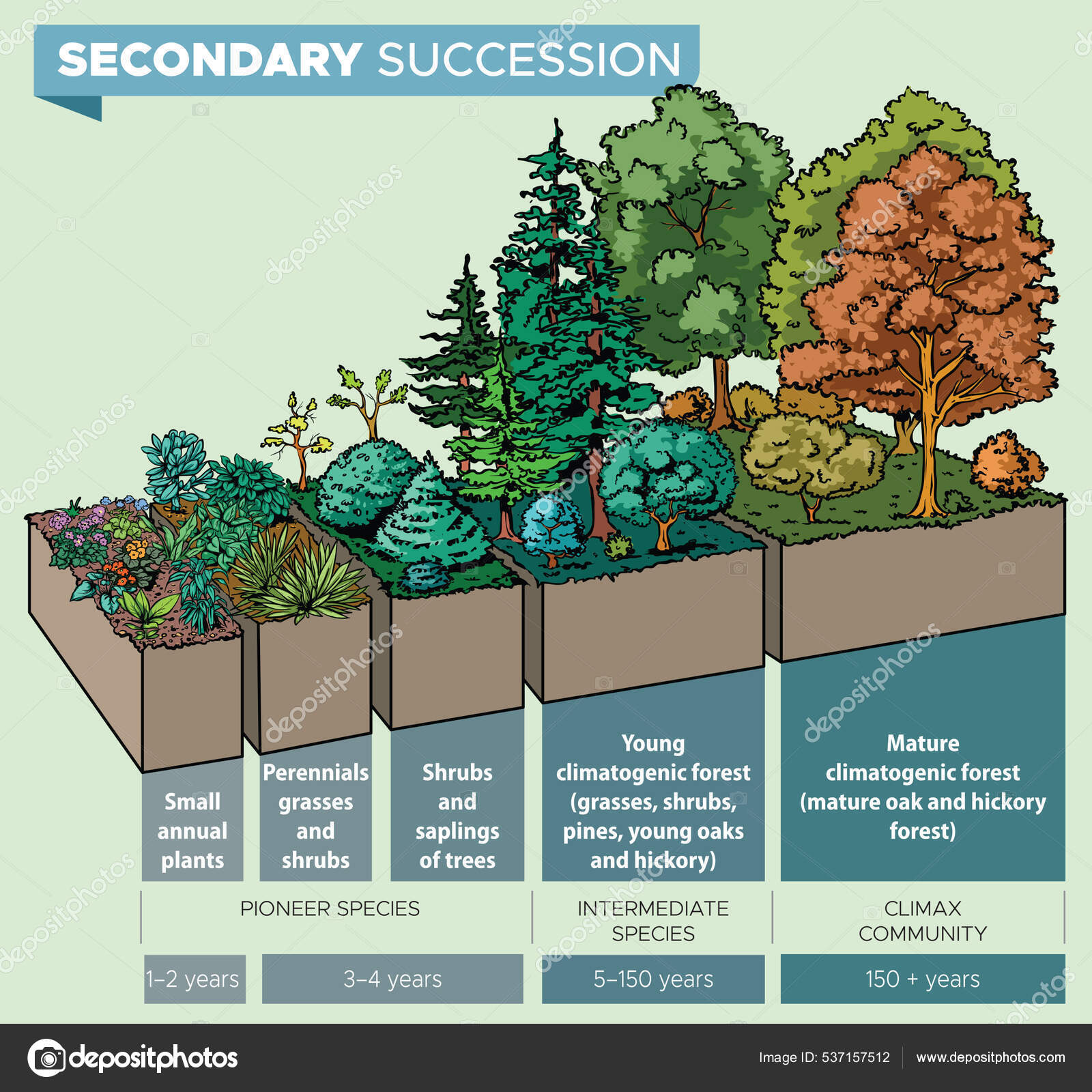 Ecological Succession Animation