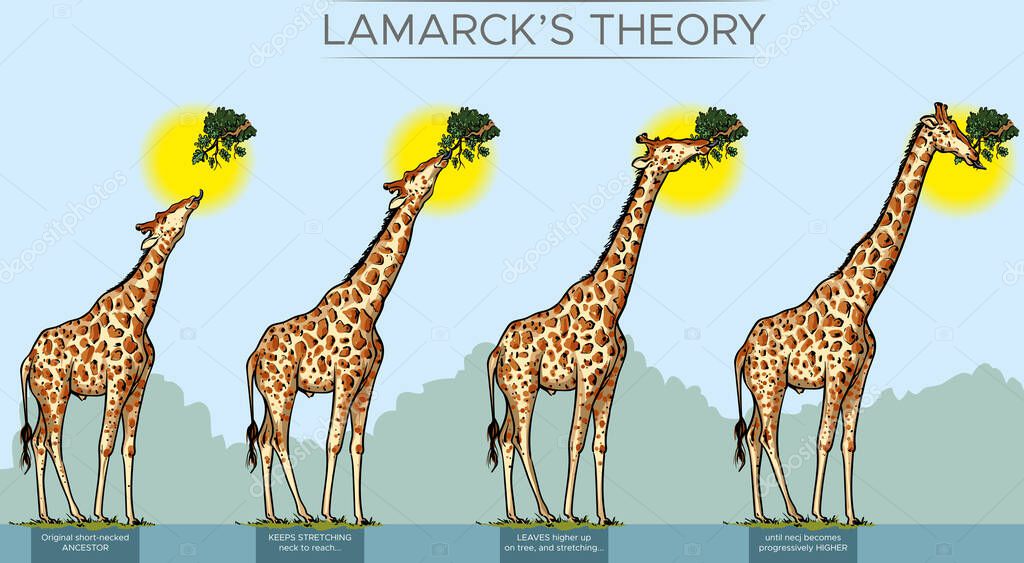Ilustración vectorial de la evolución del cuello de la jirafa por la teoría de Lamarck. 2024