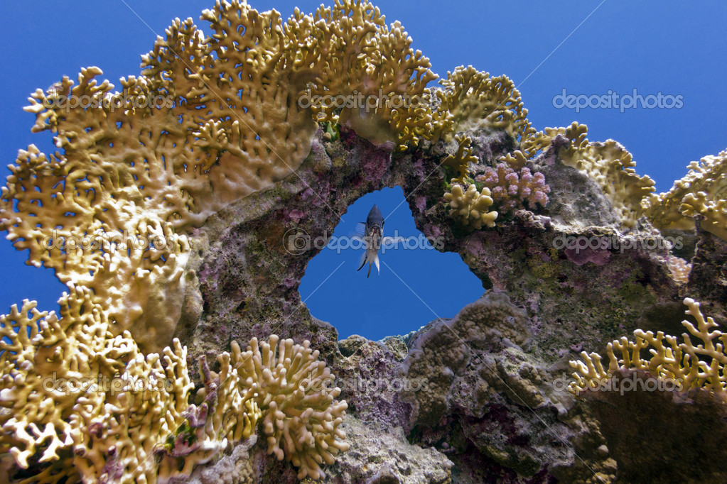 Coral reef with great coral and single exotic fish Stock Photo by ...