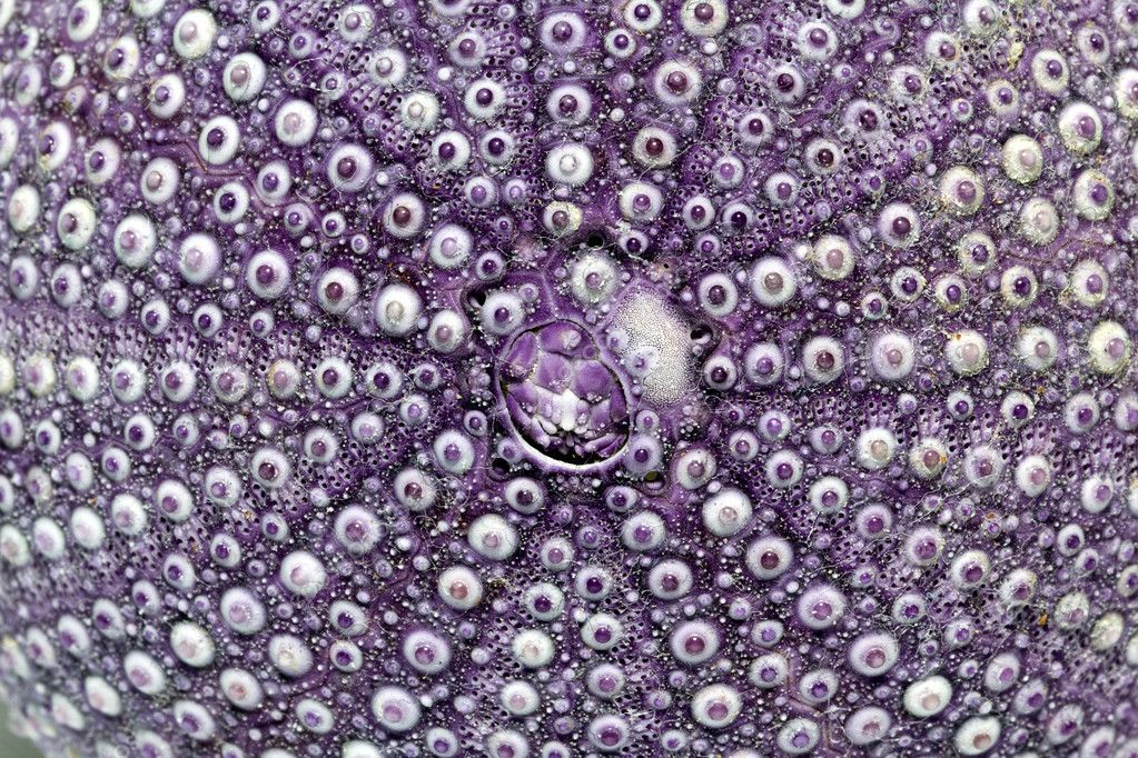 Isolated great skeleton of sea shell violet echinoidea Stock Photo by ...