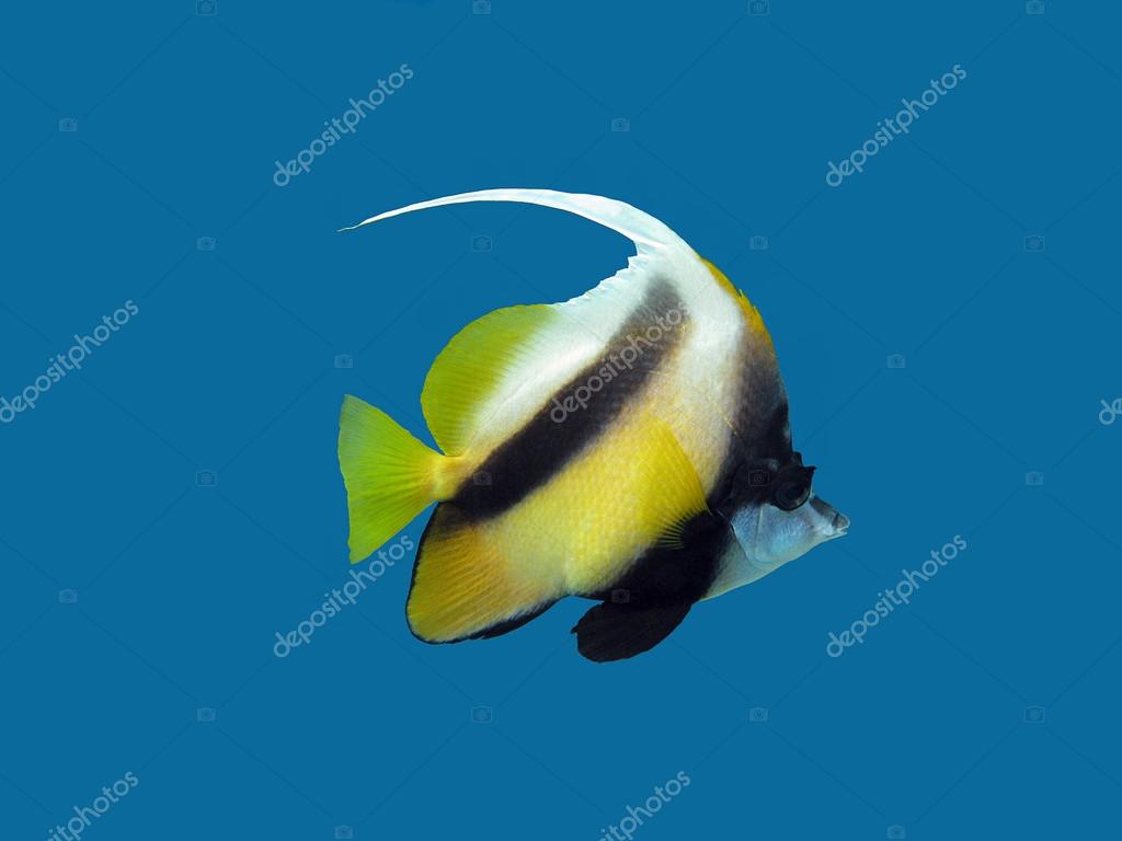 Isolated single exotic fish - butterflyfish on blue background — Stock ...