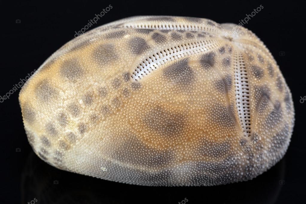 Skelett der Seeigel auf schwarzem Hintergrund isoliert — Stockfoto ...