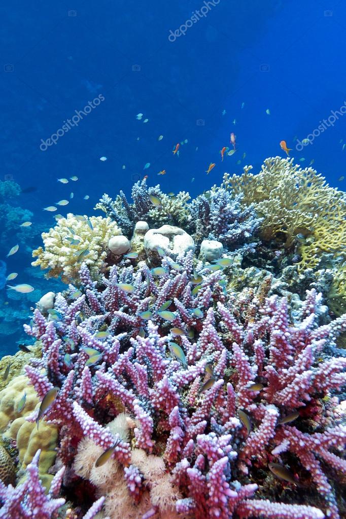 Arrecife de coral con acropora violeta de coral duro en el fondo del ...