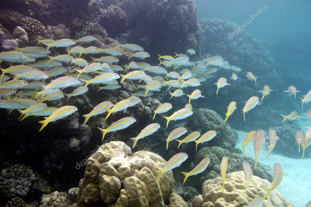 Arrecife de coral con cardúmenes de peces cabra y corales duros en el ...