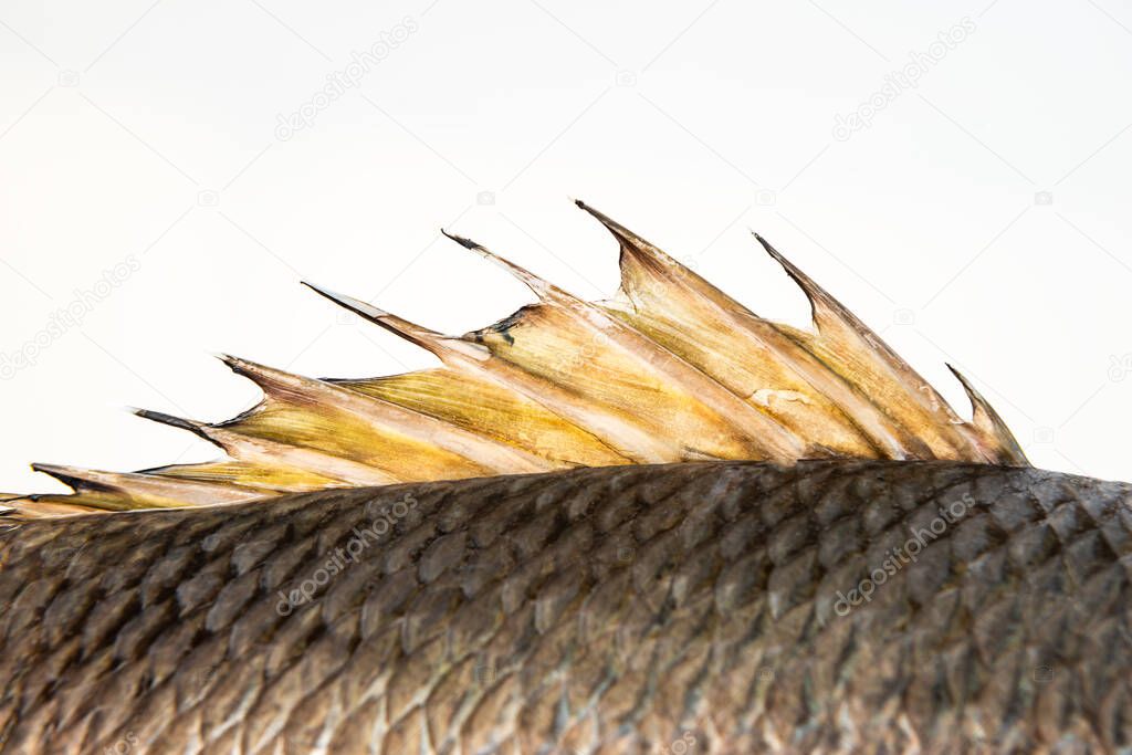 Aleta dorsal peces espina dorsal espinas primer plano dragón vela ...