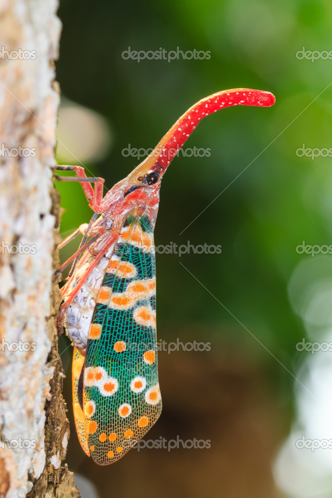 Lanternfly, the insect on tree fruits. FULGORID PLANTHOPPERS. — Stock ...