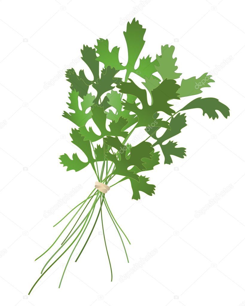 Cilantro Stock Vector Image by ©sandesh1264 #26812371