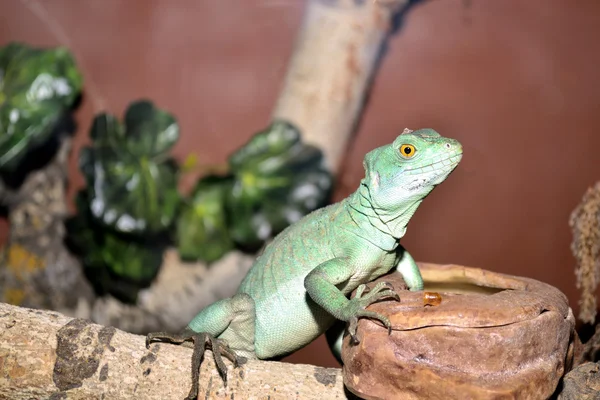 Australian bearded lizard — Stock Photo © JR343 #12305815