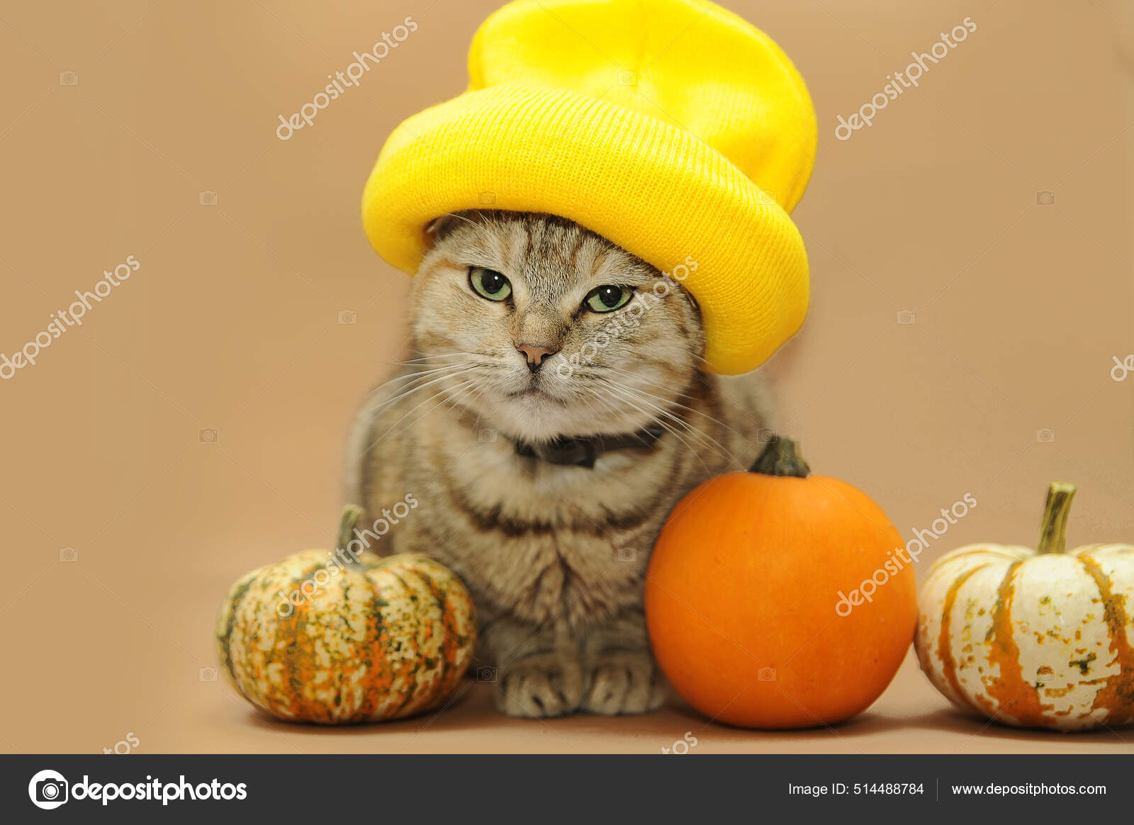 Cat Thanksgiving Wallpaper