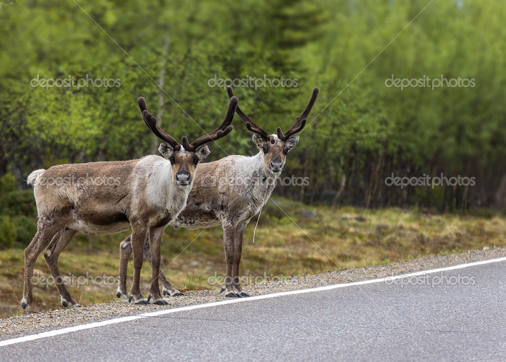 Two reindeer ready to cross the road in Lapland. — Stock Photo ...