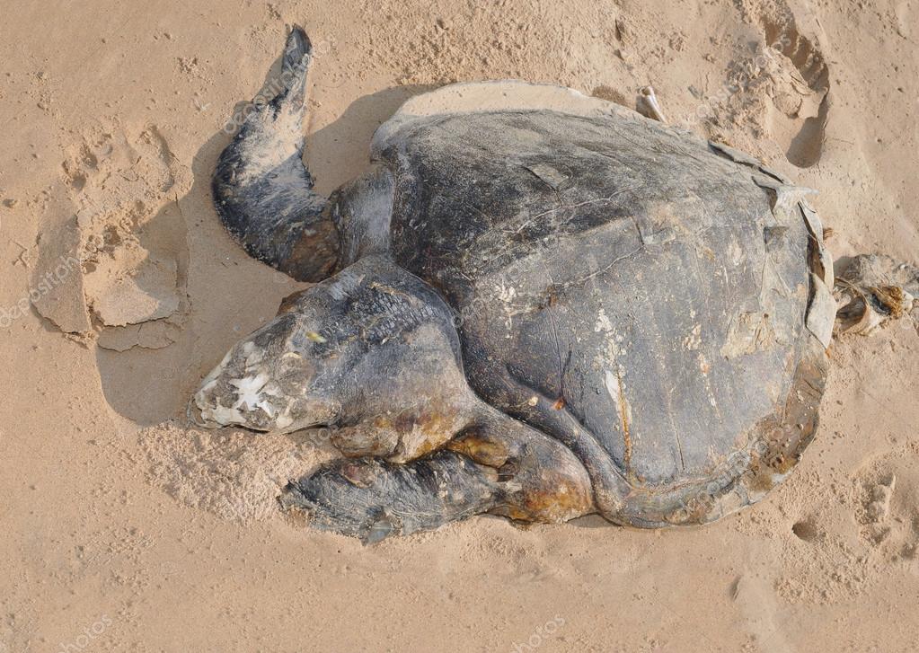 Corpse of the sea turtle Olive ridley Lepidochelys olivacea — Stock ...