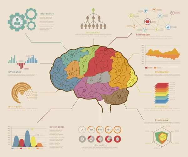 Brain infographic Stock Vectors, Royalty Free Brain infographic ...