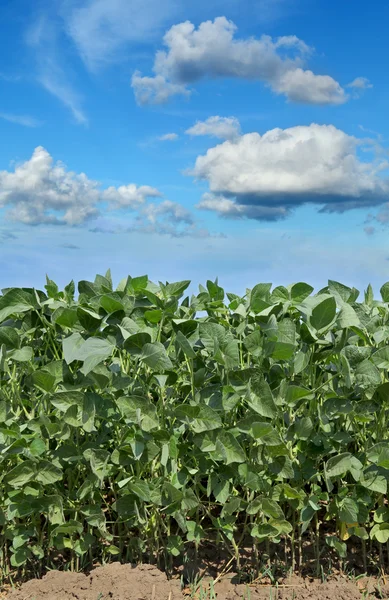 Green soybean plants close-up Rows of soy plants in a cultivated ...