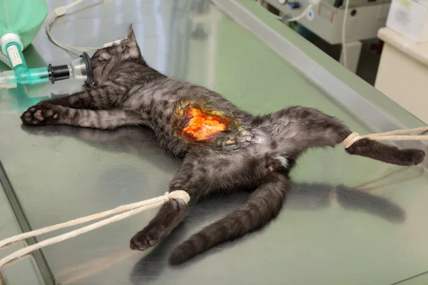 Cat surgery Stock Photos, Royalty Free Cat surgery Images | Depositphotos®