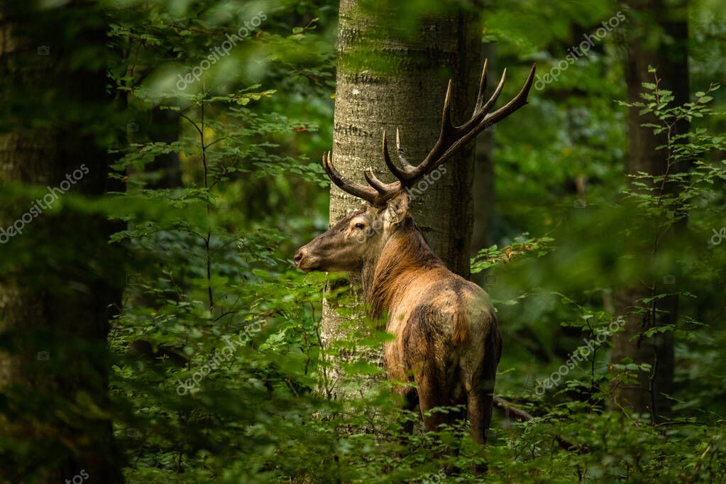 Un ciervo rojo grande (Cervus elaphus) ciervo durante la estación de ...