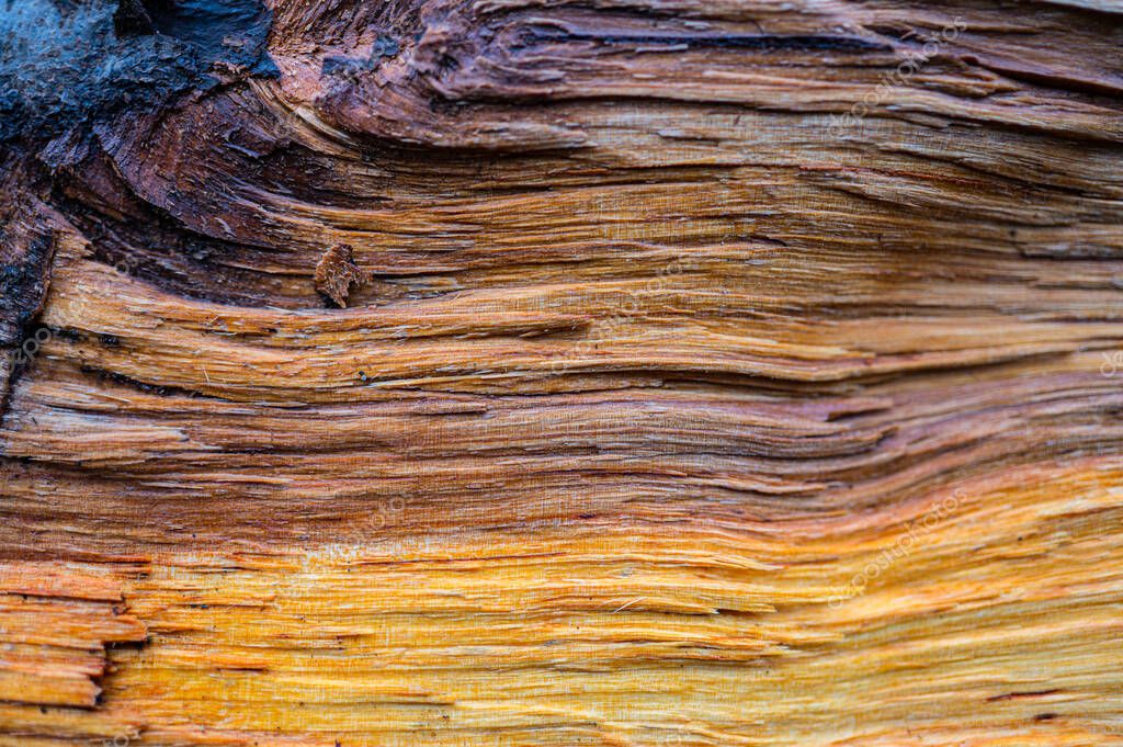 Fondo de textura de madera fresca. Aliso gris, aliso moteado, Alnus ...