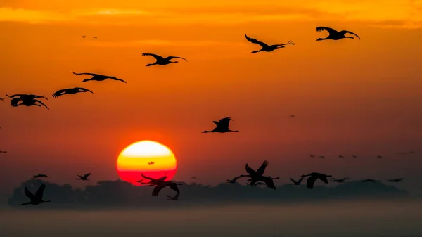 Hd Geese Flying Sunset