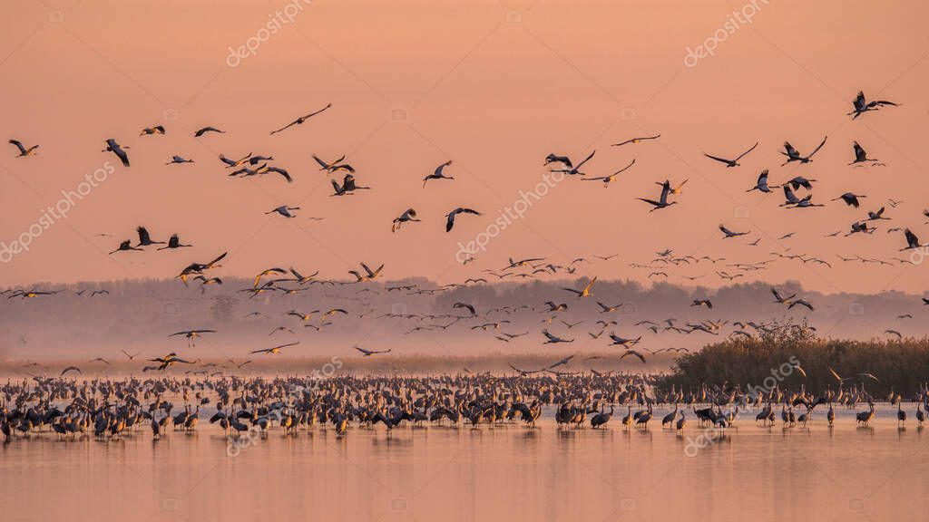 Una enorme bandada de pájaros. Grulla común (Grus grus). Parque ... Una enorme bandada de pájaros. Grulla común (Grus grus). Parque ...