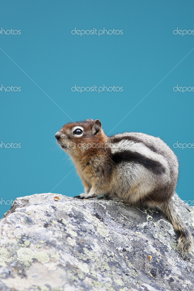 Alpine Chipmunk