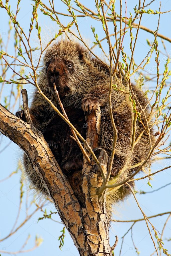 Porcupine in Tree — Stock Photo © songbird839 #45684751