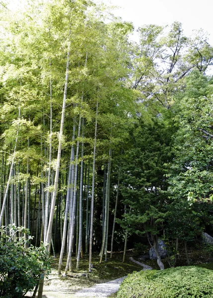 Zen forest Stock Photos, Royalty Free Zen forest Images | Depositphotos