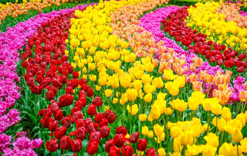 Tulip flowers garden in spring background or pattern — Stock Photo ...