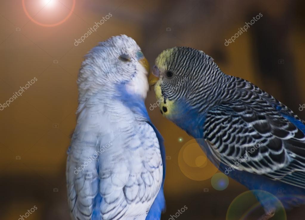 Parrots in love — Stock Photo © gandolfos #39773719