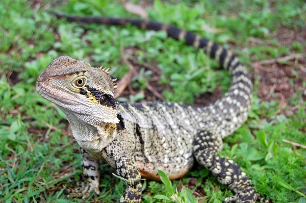 호주 도마뱀 — 스톡 사진 #12380113