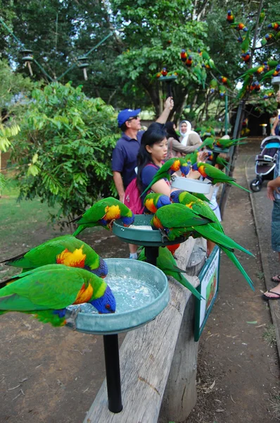 Feeding parrots Stock Photos, Royalty Free Feeding parrots Images ...