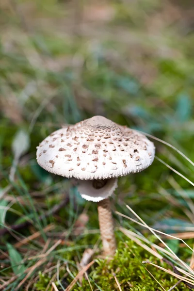 Spotted toxic toadstool in green moss - Stock Image - Everypixel