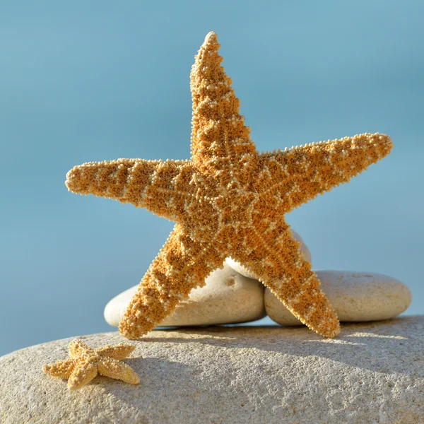 Sugar starfish standing upright — Stock Photo © rojoimages #2823760
