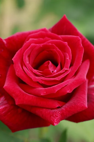 Holland rose Stock Photos, Royalty Free Holland rose Images | Depositphotos