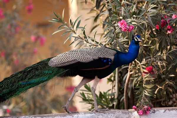 Peacock flowers Stock Photos, Royalty Free Peacock flowers Images ...