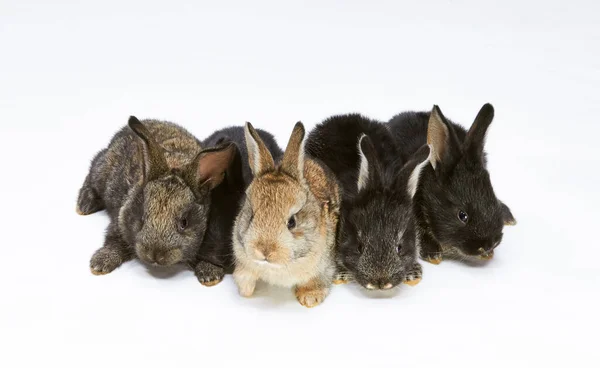 Group of rabbits Stock Photos, Royalty Free Group of rabbits Images ...
