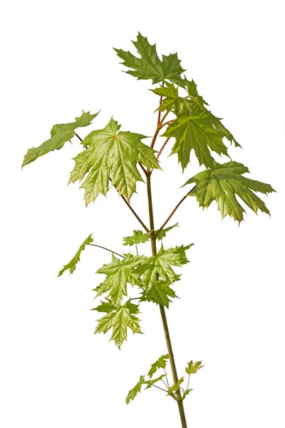 Tree sapling Stock Photos, Royalty Free Tree sapling Images | Depositphotos